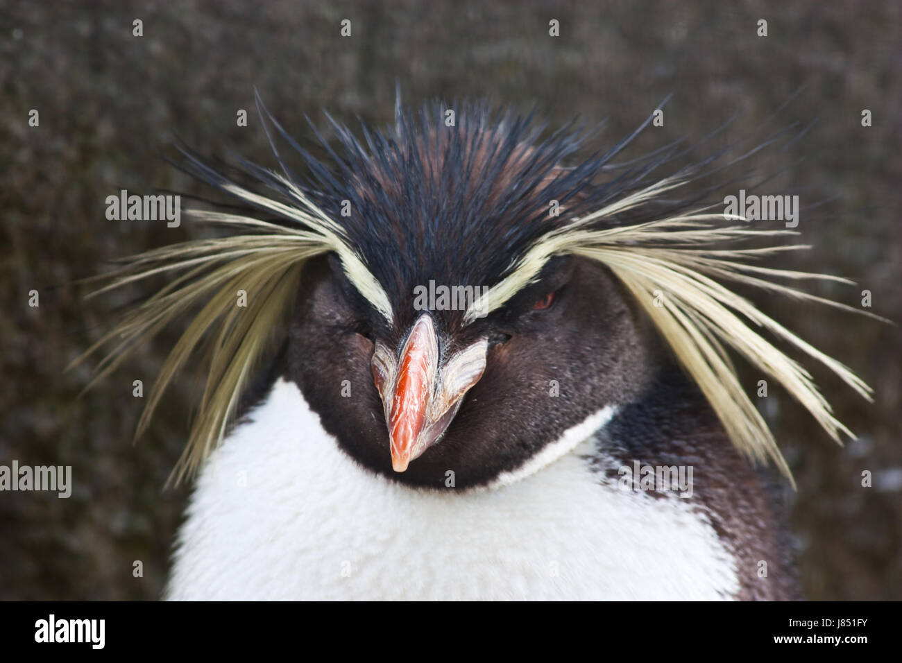 Rockhopper rockhopper pinguin hi-res stock photography and images - Alamy