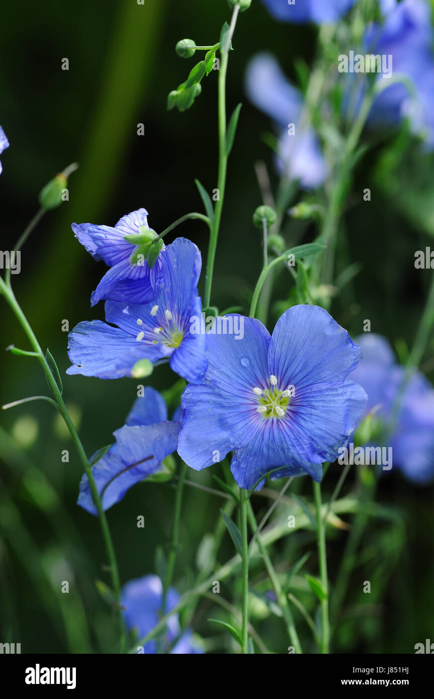 wild flax flowers Stock Photo - Alamy