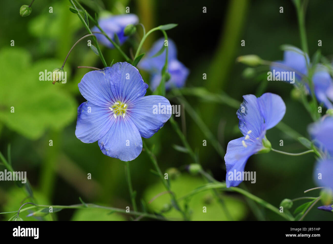 wild flax flowers Stock Photo - Alamy
