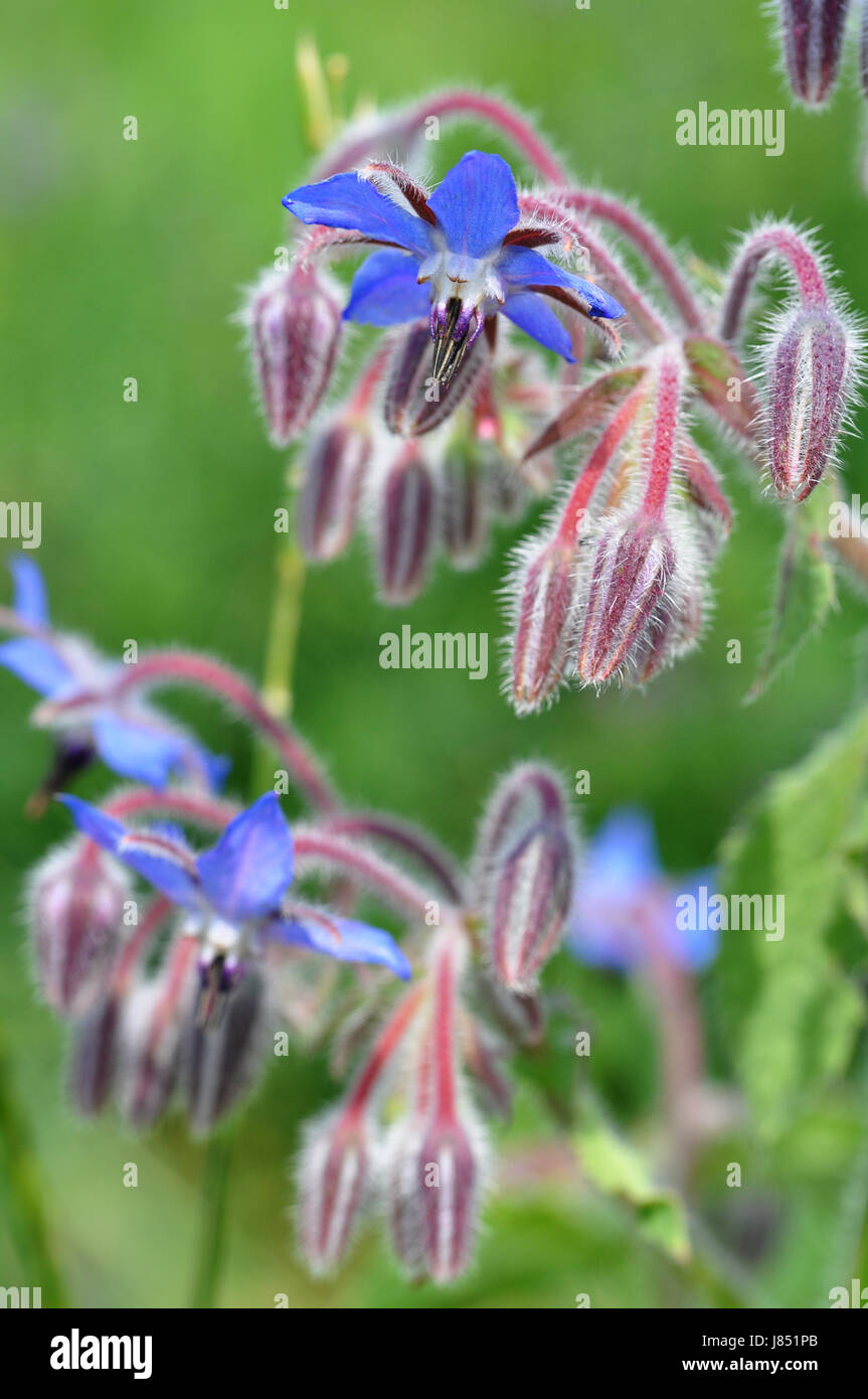 borage officinalis borgao Stock Photo - Alamy