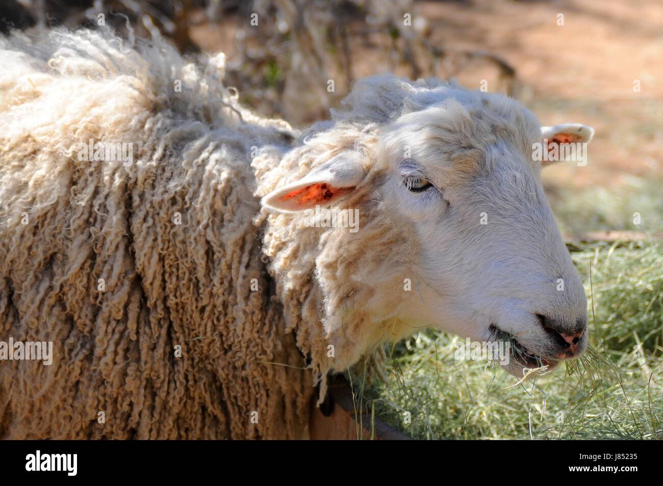 mammal animals agriculture farming sheep easter standing livestock farm ...