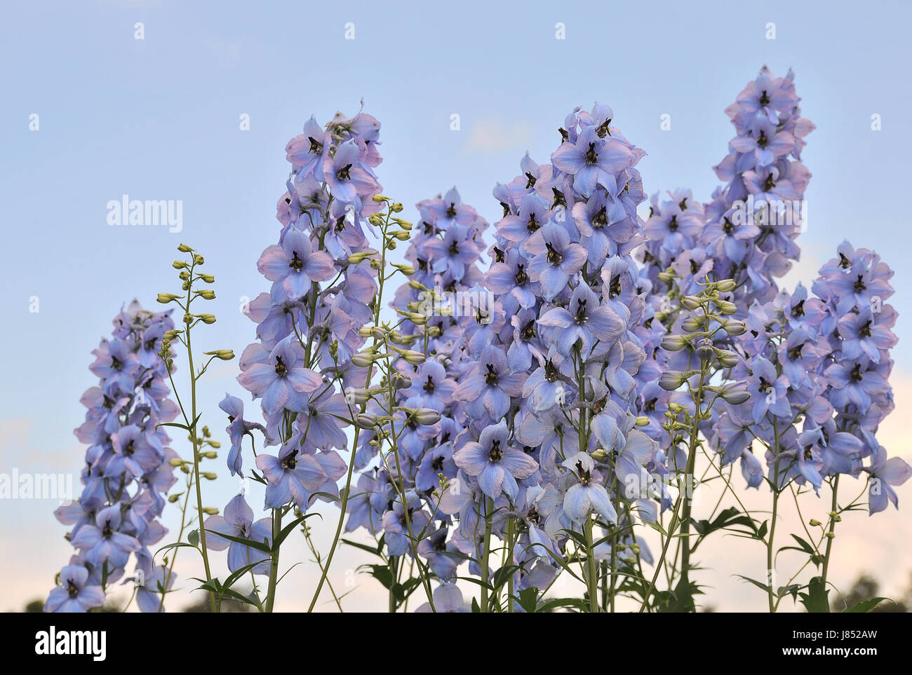 blue larkspur bluer shrub plant blue blossoms larkspur summer flower ...