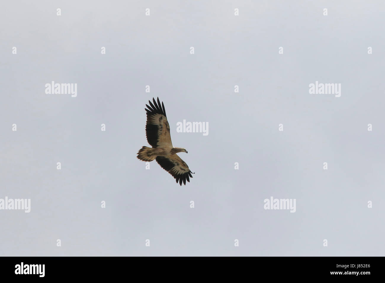 Brahminy kite Juvenile (Haliastur indus) in the world largest mangrove ...