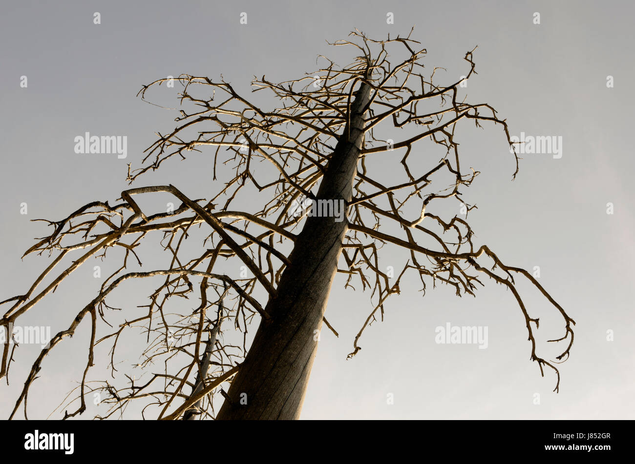 tree trunk branches branch dry dried up barren dead shine shines bright ...