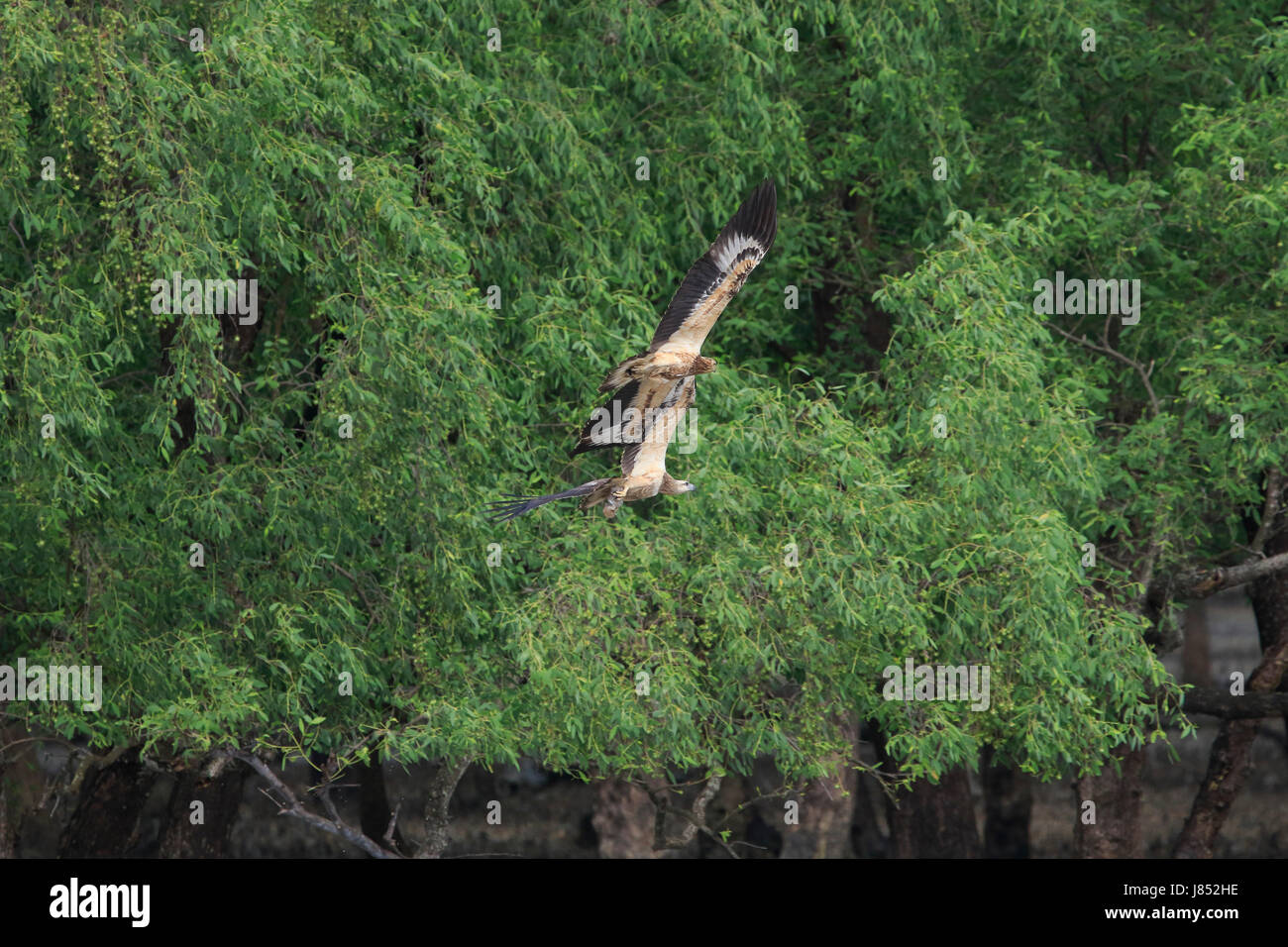 Brahminy kite Juvenile (Haliastur indus) in the world largest mangrove ...