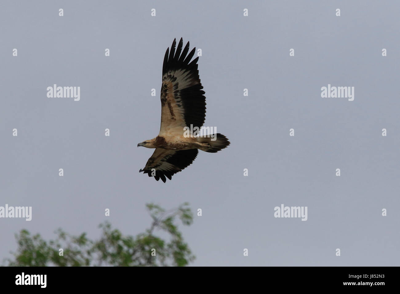 Brahminy kite Juvenile (Haliastur indus) in the world largest mangrove ...