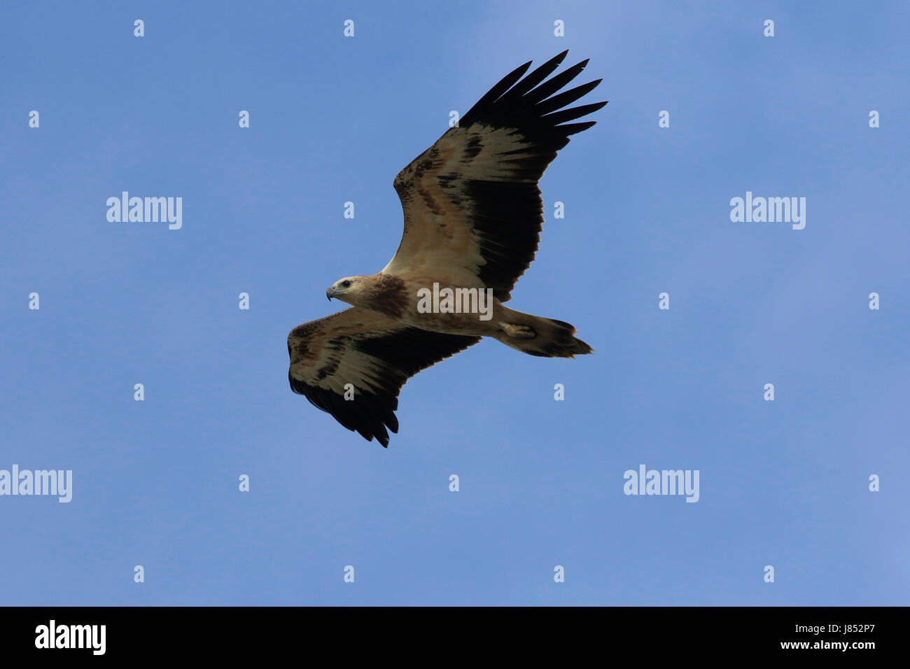 Brahminy kite Juvenile (Haliastur indus) in the world largest mangrove ...