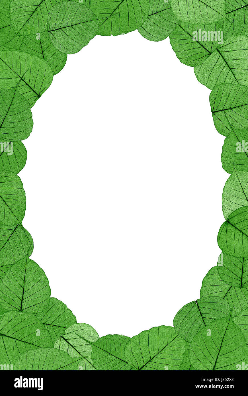 leaf leaves oval frame lawn green backdrop background foliage framework ...