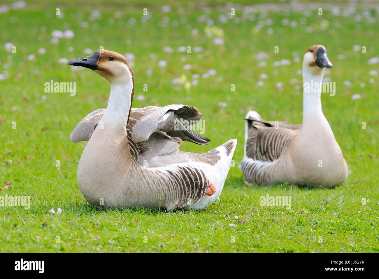 tree mammal bird animals birds relaxed radio silence quietness silence ...
