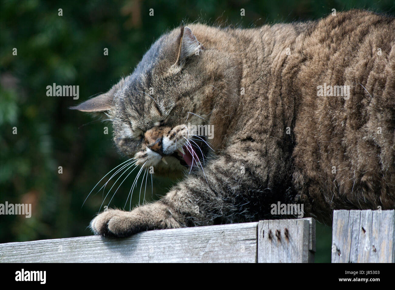 wild bit raving furious angry irately pussycat cat domestic cat ...