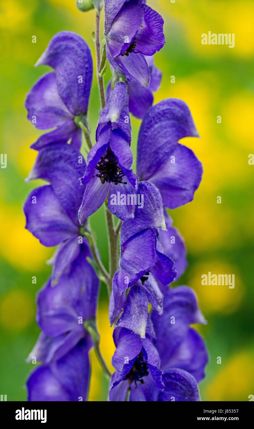 aconite blue park garden flower plant contrast bed gardens shrub ...