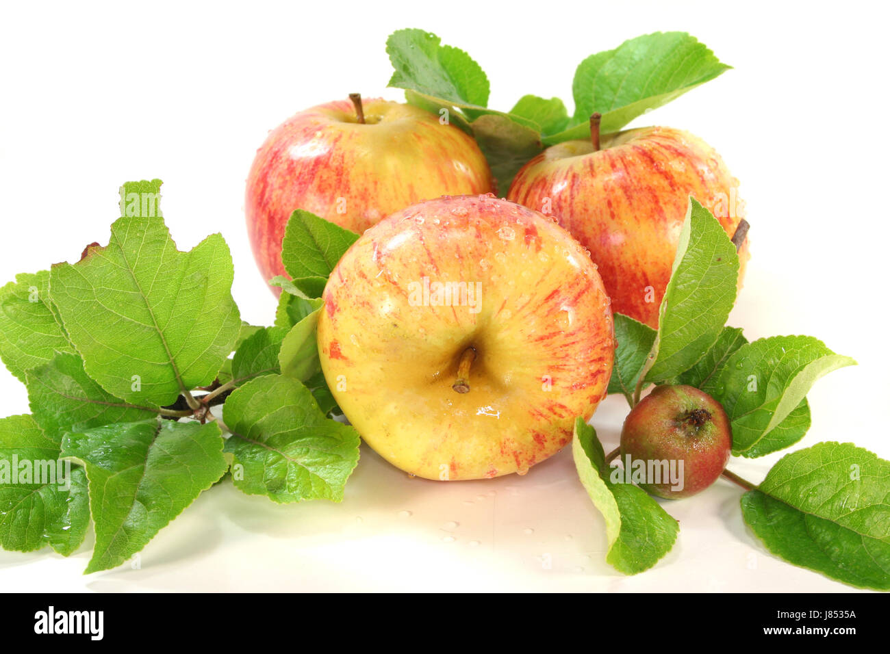 apple tree fruit apples apple flavour diet page sheet cocktail long ...
