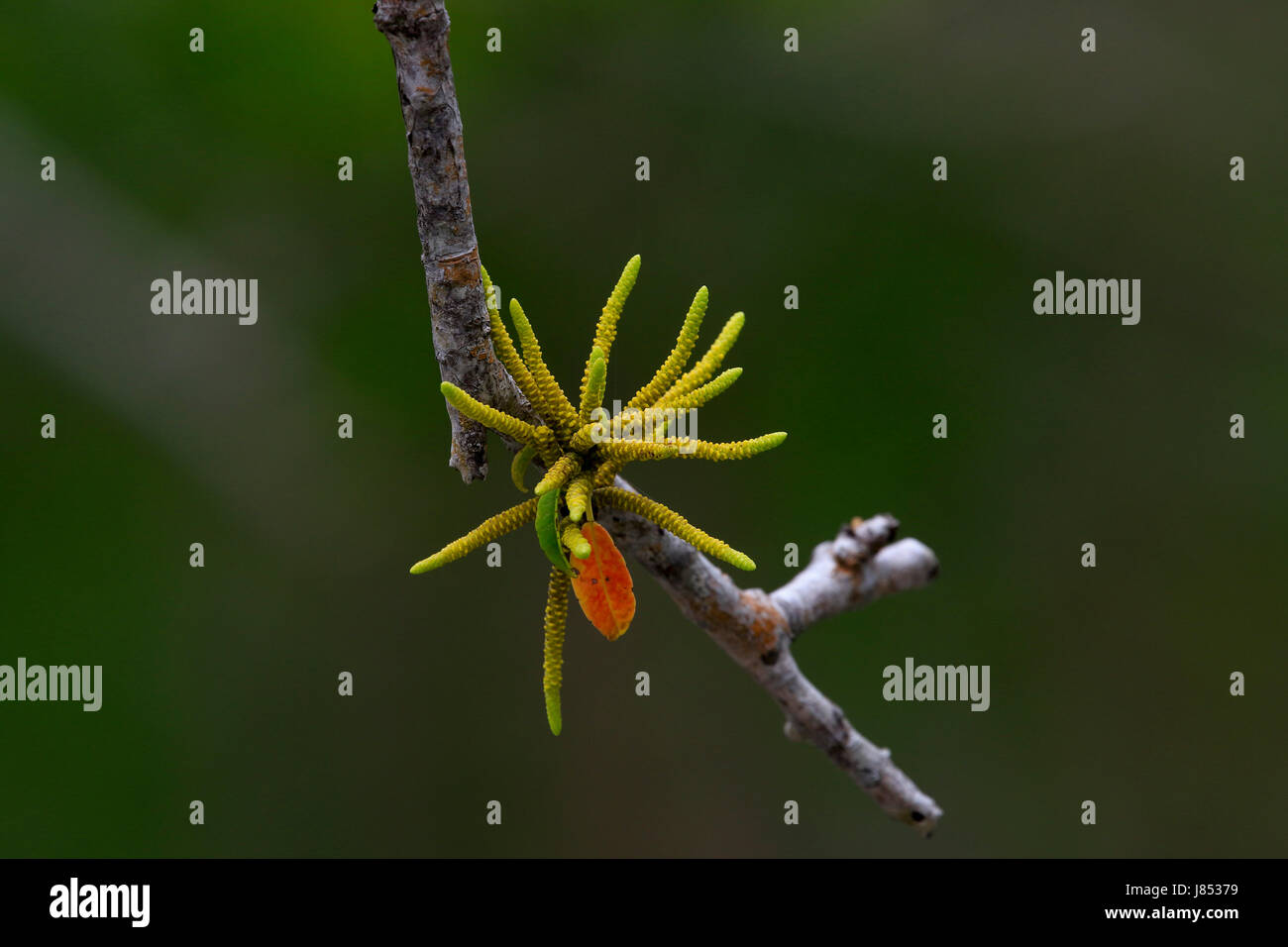 Bunia hi-res stock photography and images - Alamy