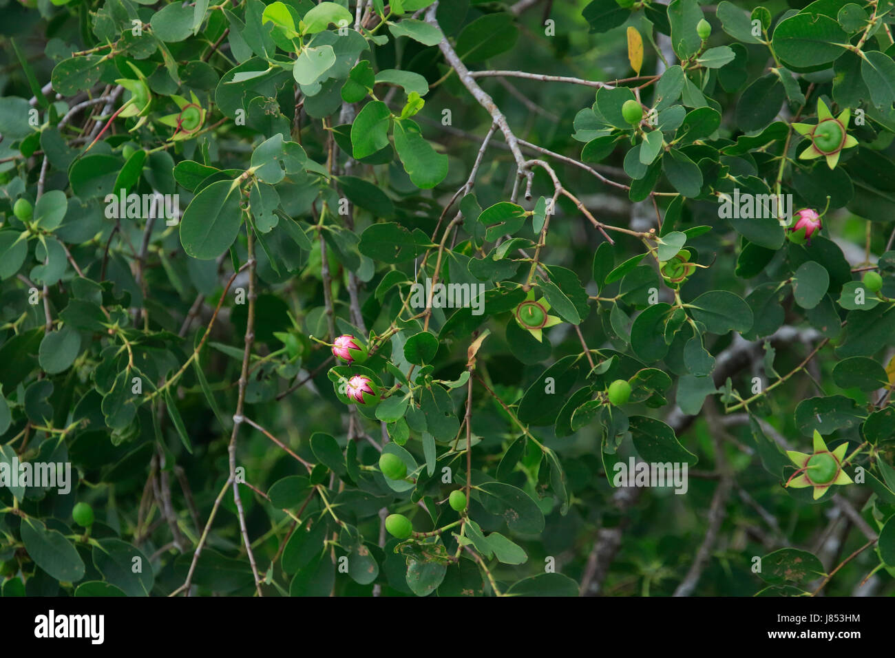 Ora flowers (Sonneratia caseolaris), also known as mangrove apple or ...