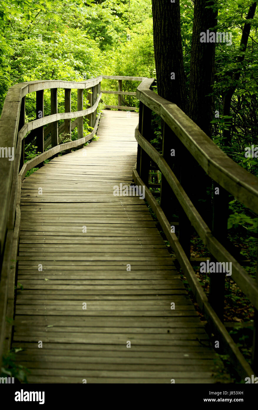 tree park wood bridge outdoor style of construction architecture ...