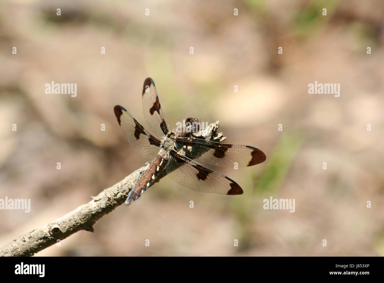 closeup animal insect wing dragonfly wildlife bug slim wings striped ...