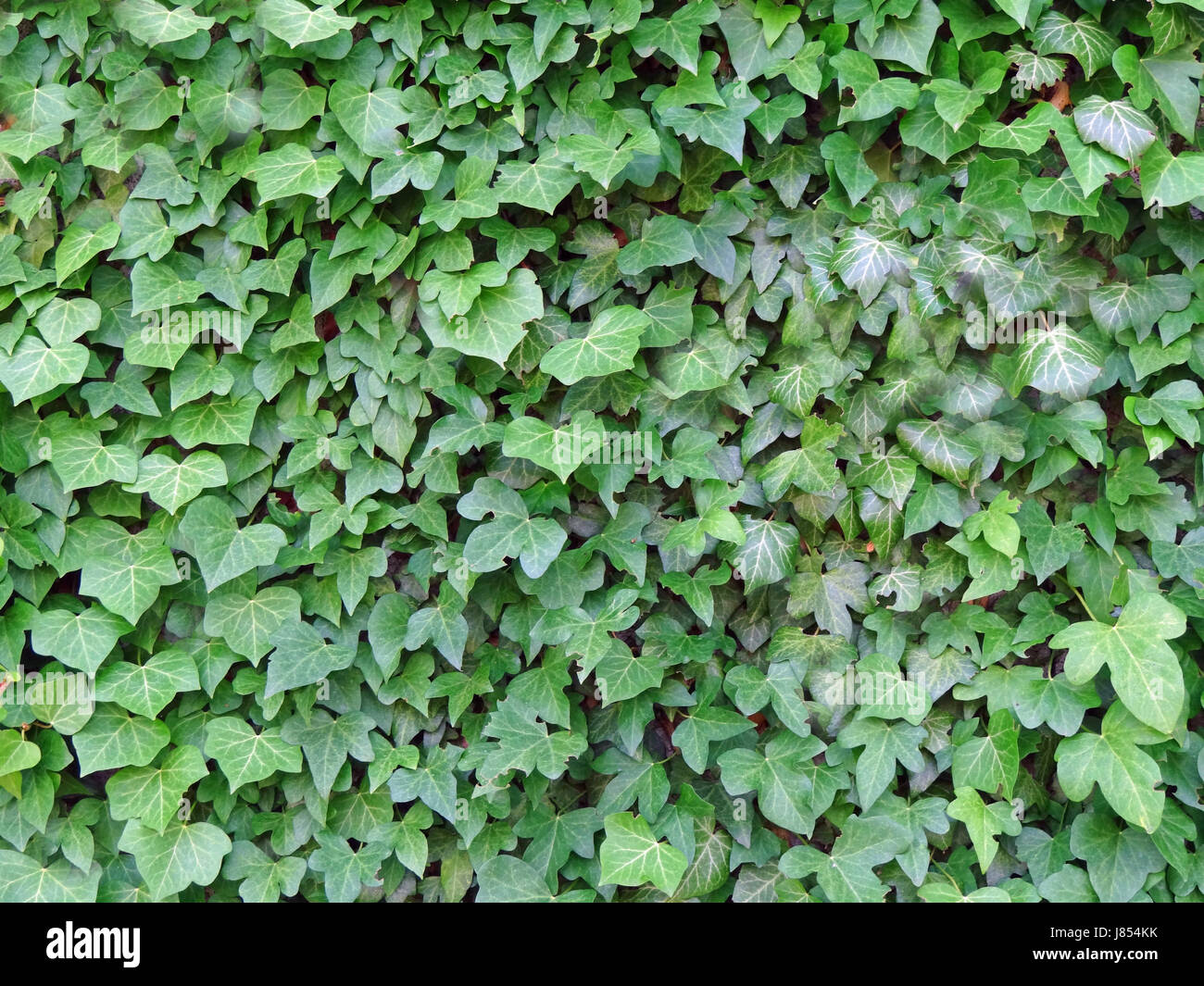 leaf botany pattern leave lawn green backdrop background ivy texture ...