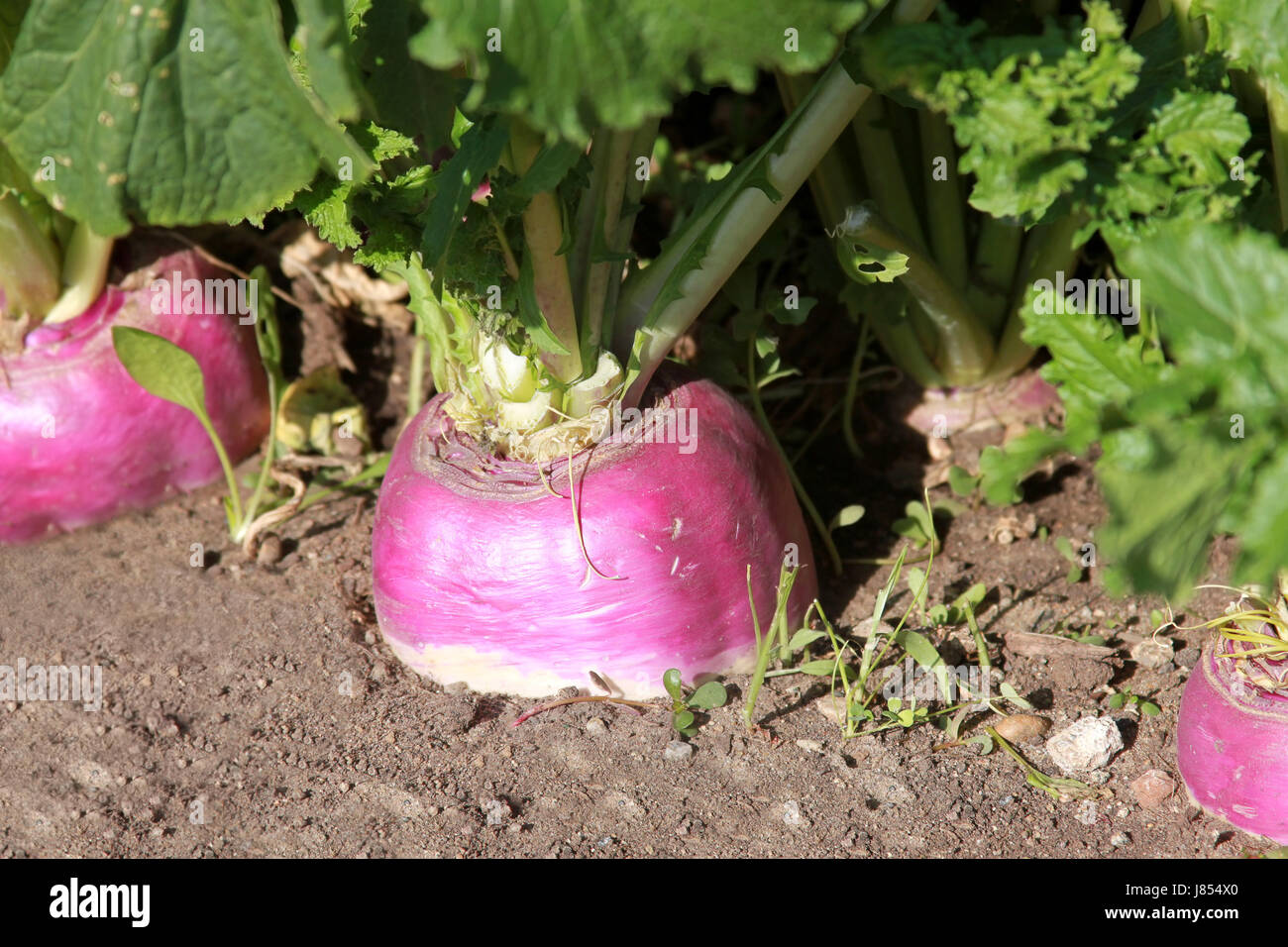 food aliment garden ground soil earth humus leaves agriculture farming ...