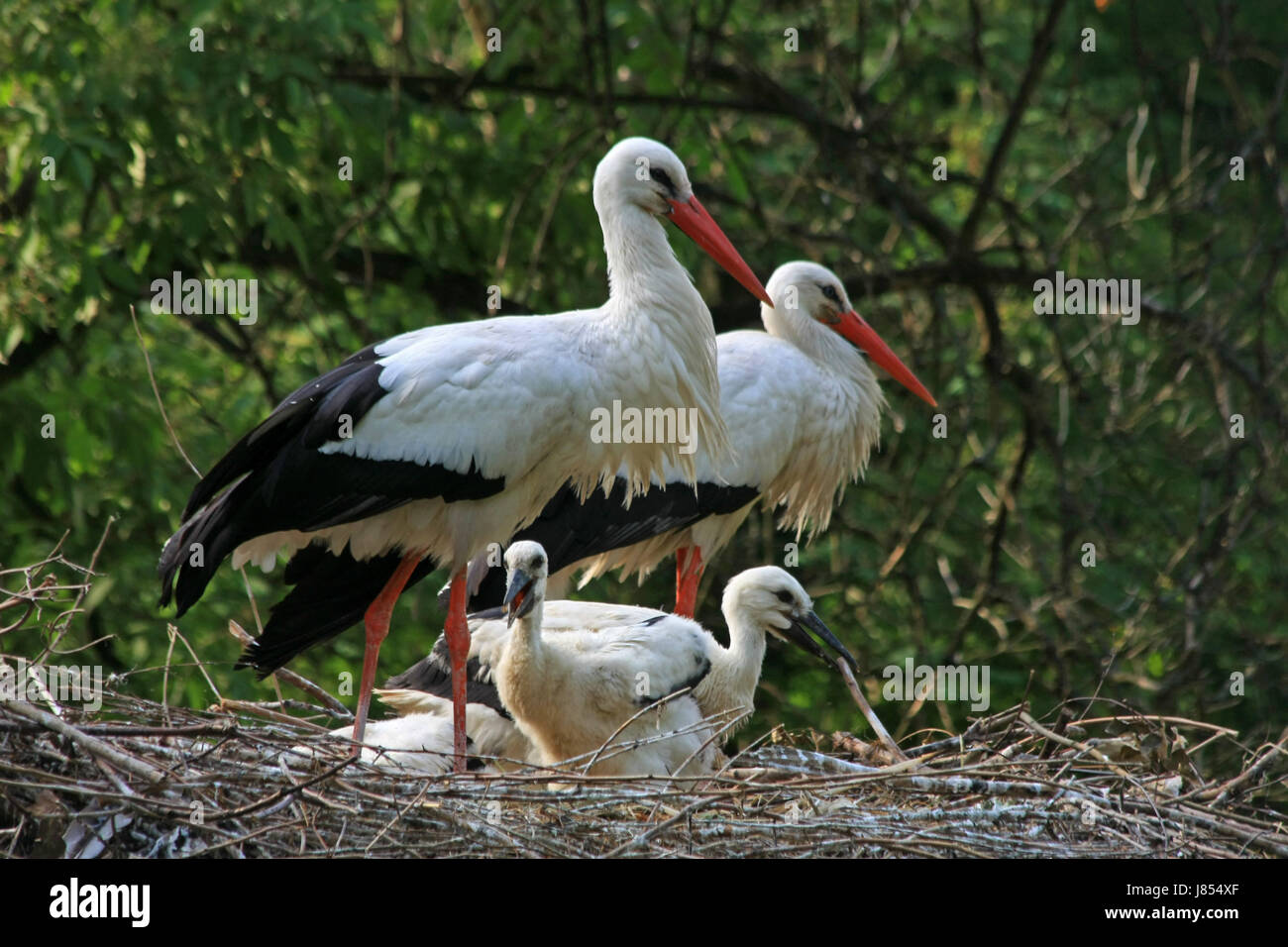 animal bird birds offspring stork nest young younger tree animal bird ...