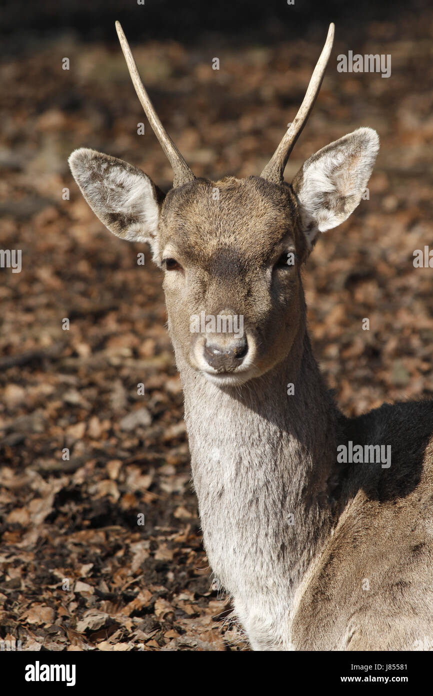 horns fallow deer bourgeois hunting chase hart stag wild male masculine ...