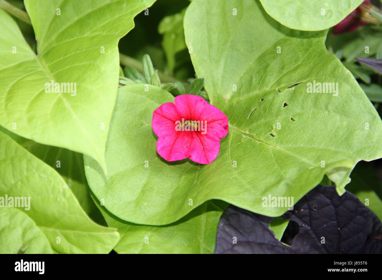 environment enviroment flower plant bloom blossom flourish flourishing ...