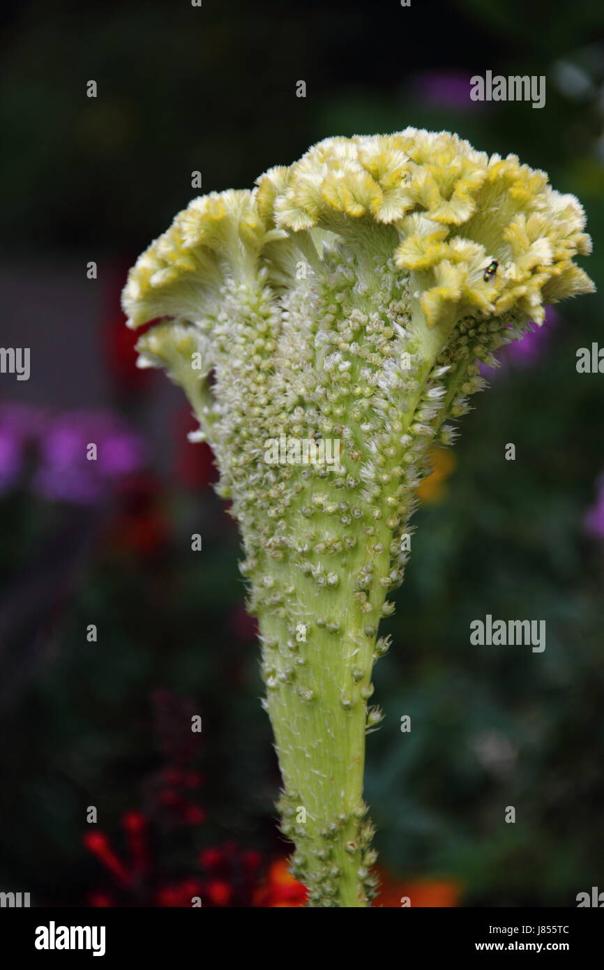 Exotin hi-res stock photography and images - Alamy