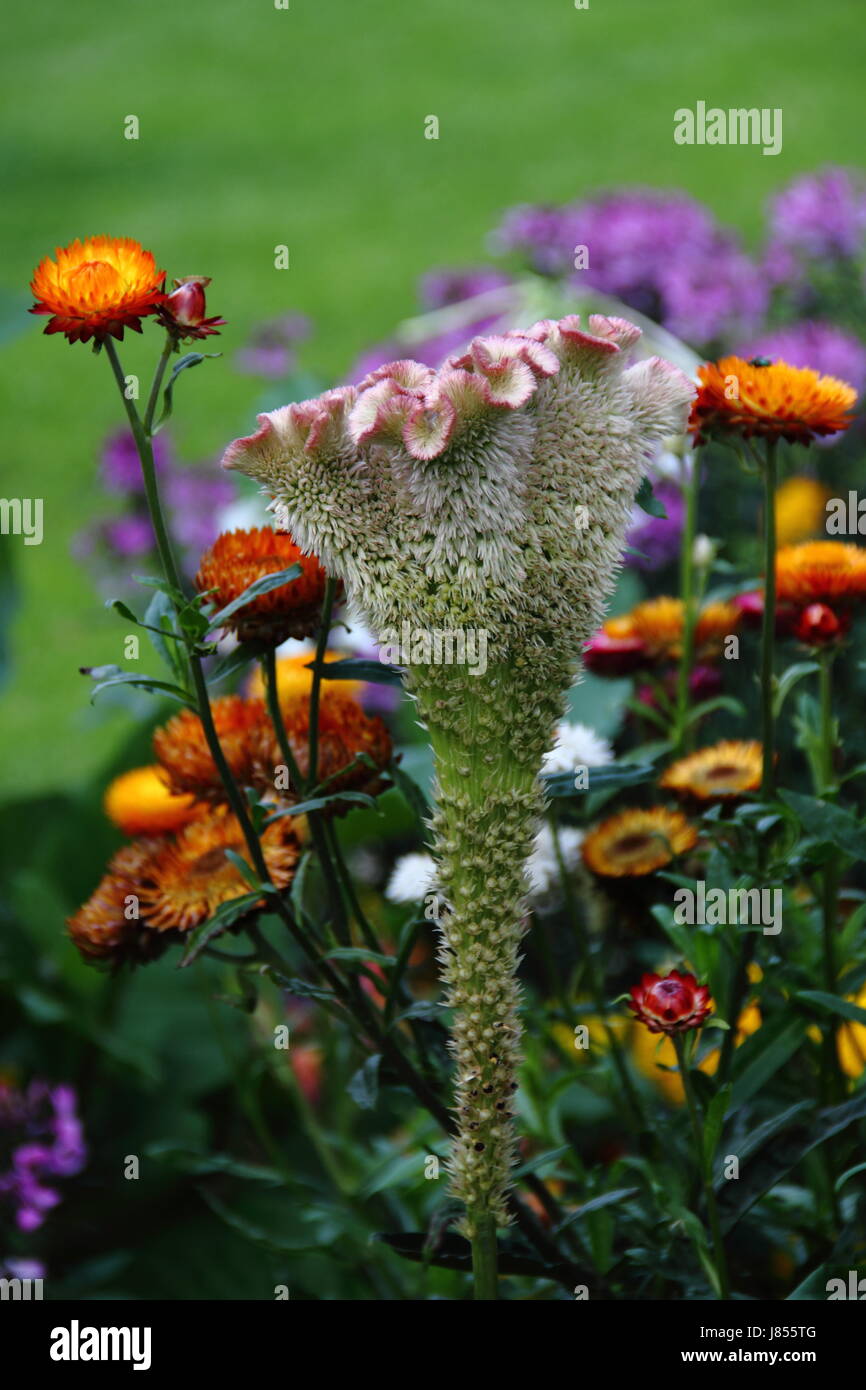 Exotin hi-res stock photography and images - Alamy