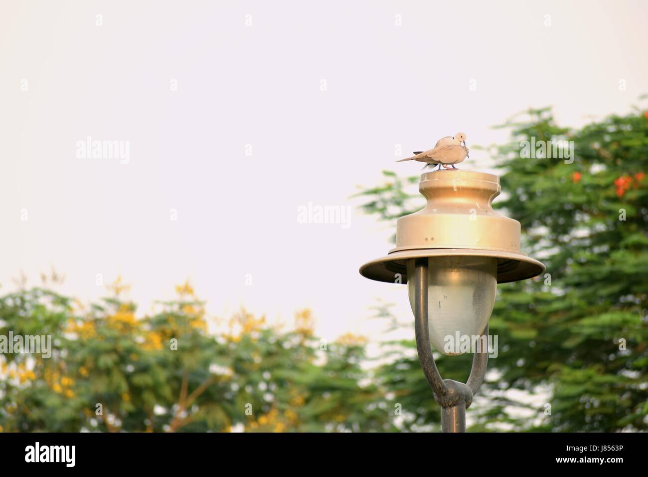 birds on lamp Stock Photo - Alamy