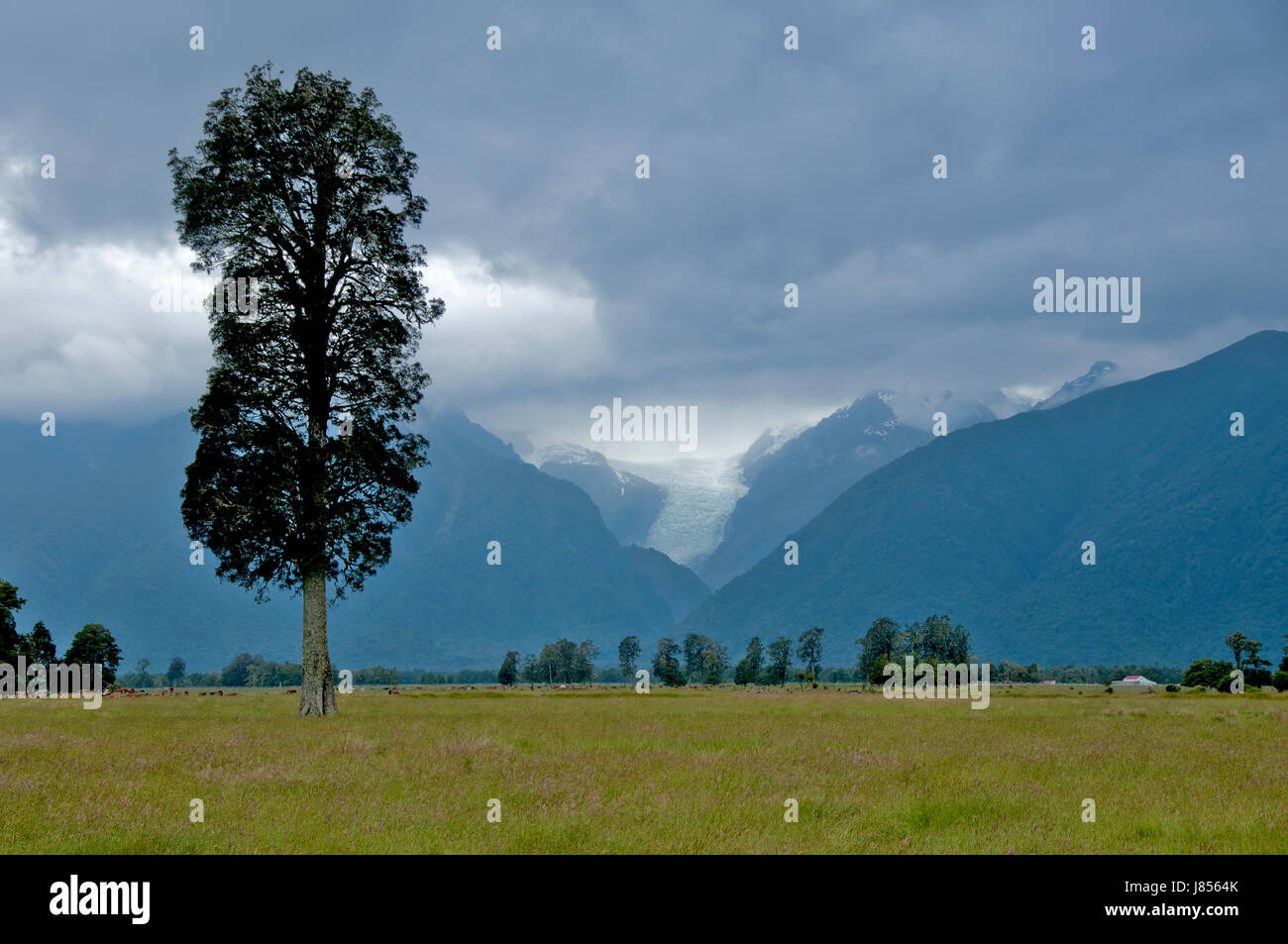 Neuseeland laubbaum hi-res stock photography and images - Alamy