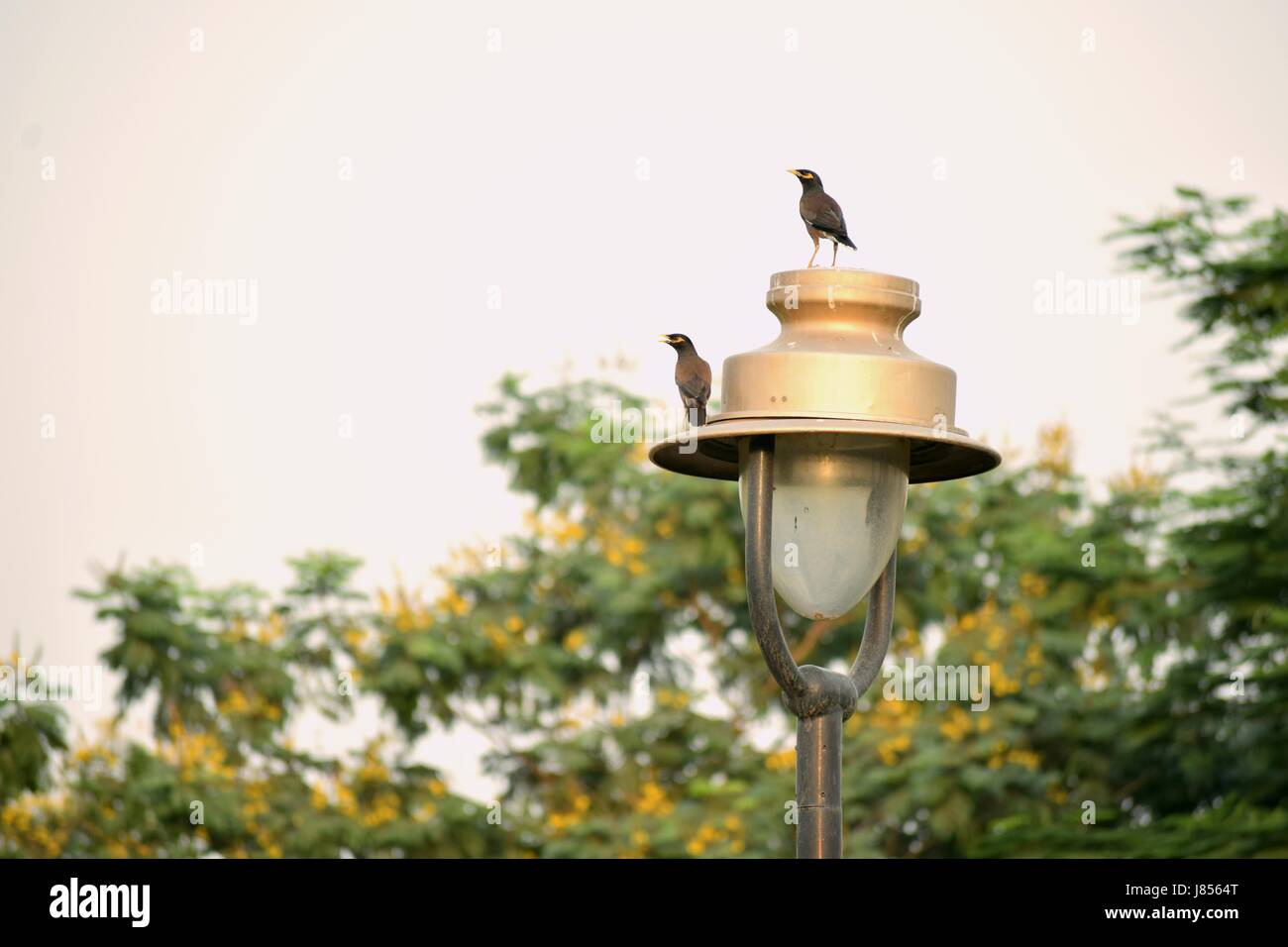 birds on lamp Stock Photo - Alamy