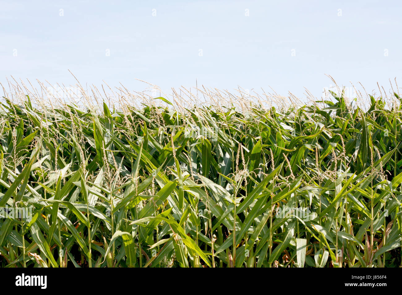 food aliment leaf agriculture farming field horizontal farm corn june ...