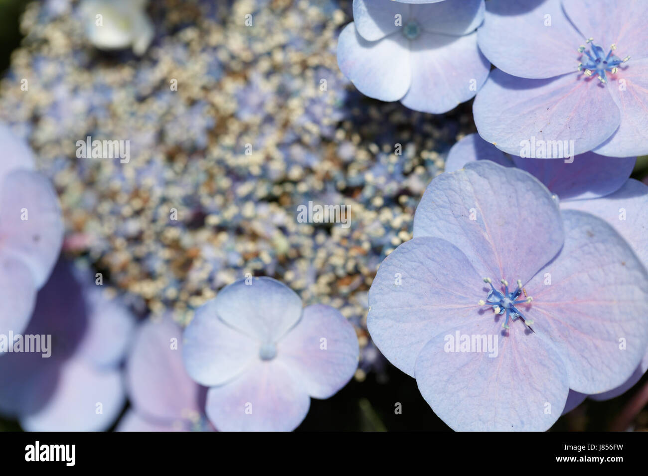 A partial close-up of the Blue Hydrangea Stock Photo - Alamy