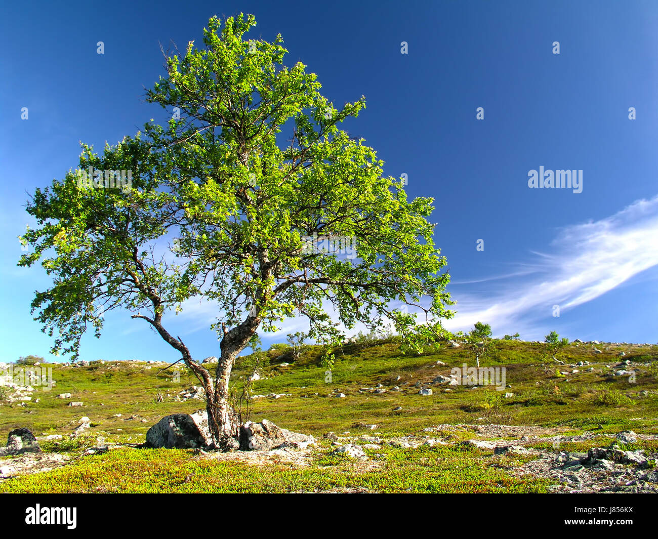 blue tree landscape scenery countryside nature firmament sky mountain ...