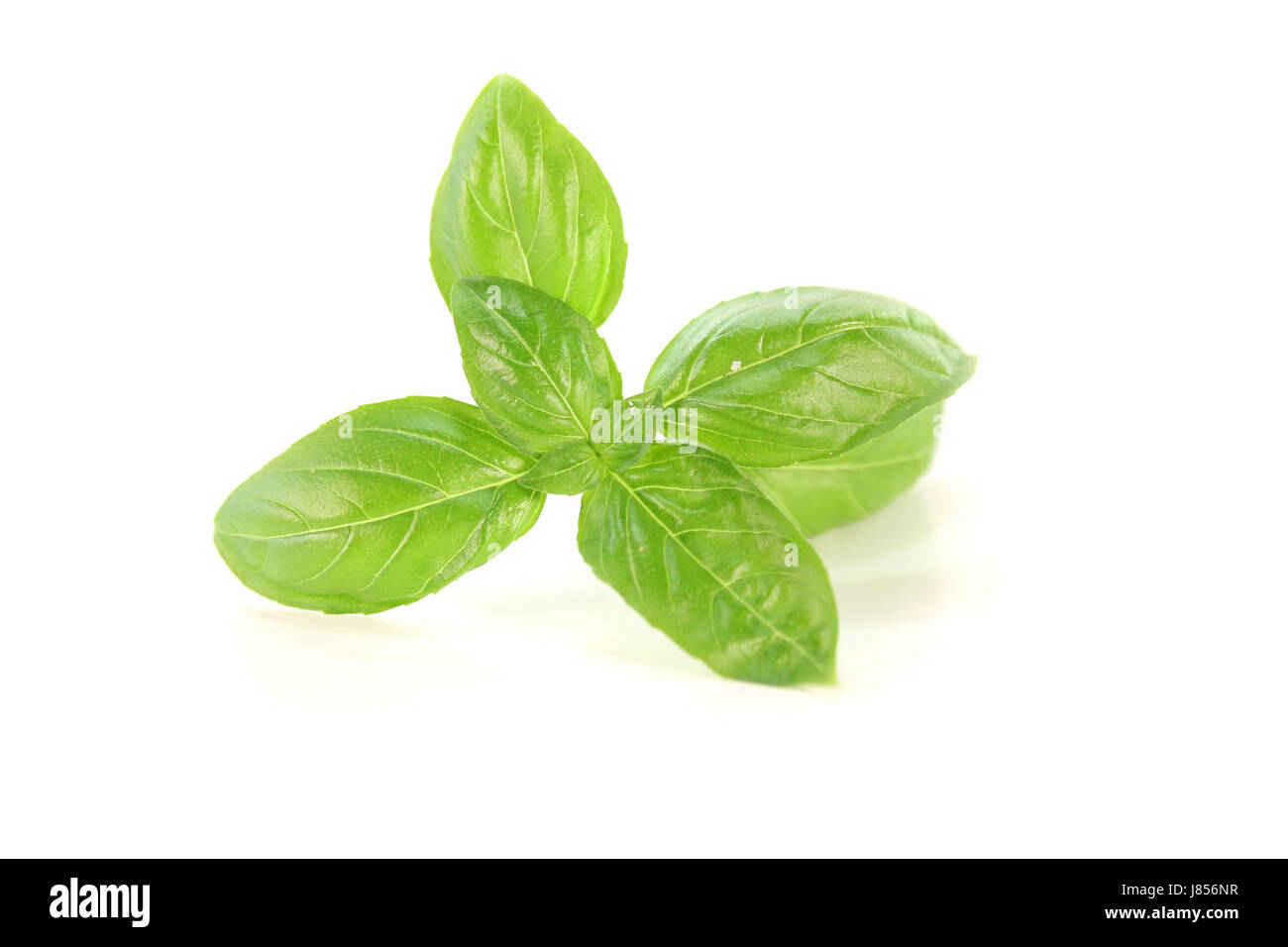 blank european caucasian basil ingredients page sheet backdrop ...