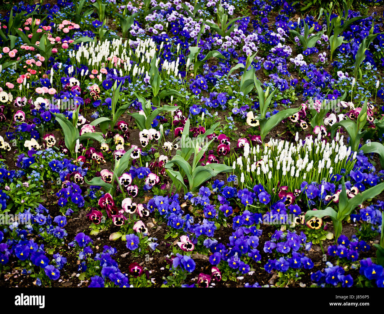 environment enviroment flower plant bloom blossom flourish flourishing ...