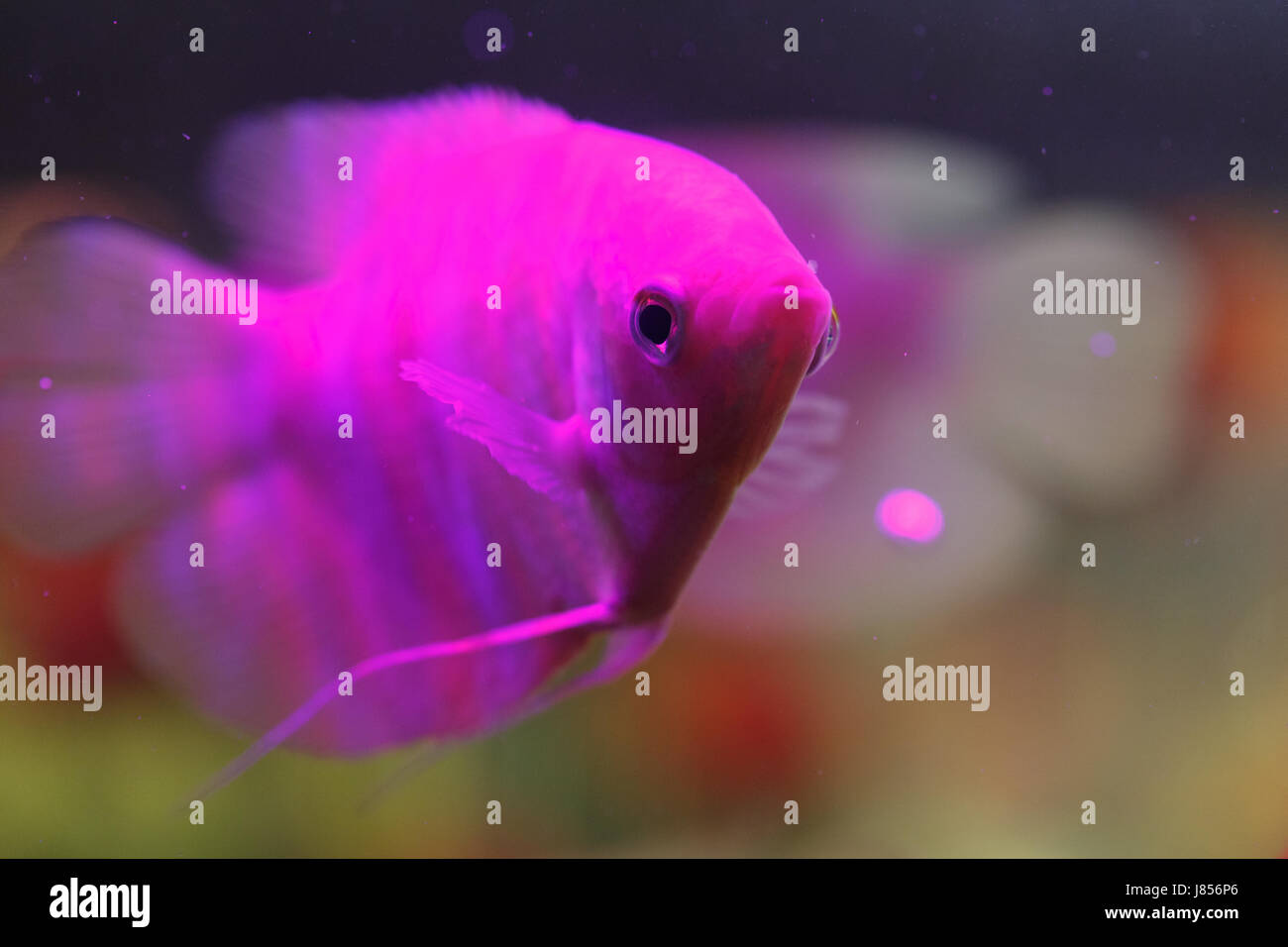 A colorful tropical fish is in the aquarium Stock Photo - Alamy