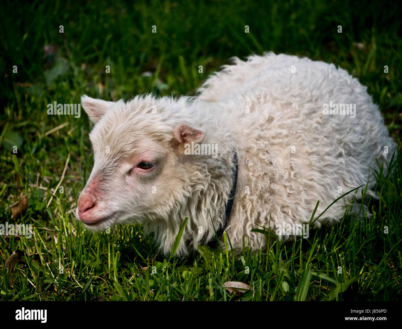 sheep lamb animal mammal agriculture farming quadruped sheep creature ...