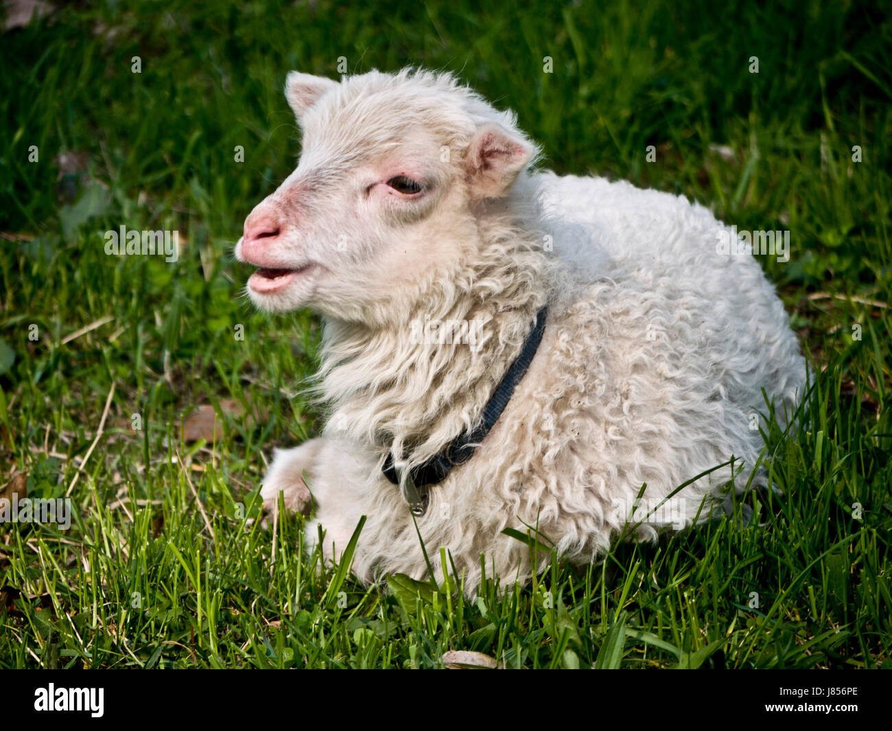 sheep lamb animal mammal agriculture farming quadruped sheep creature ...
