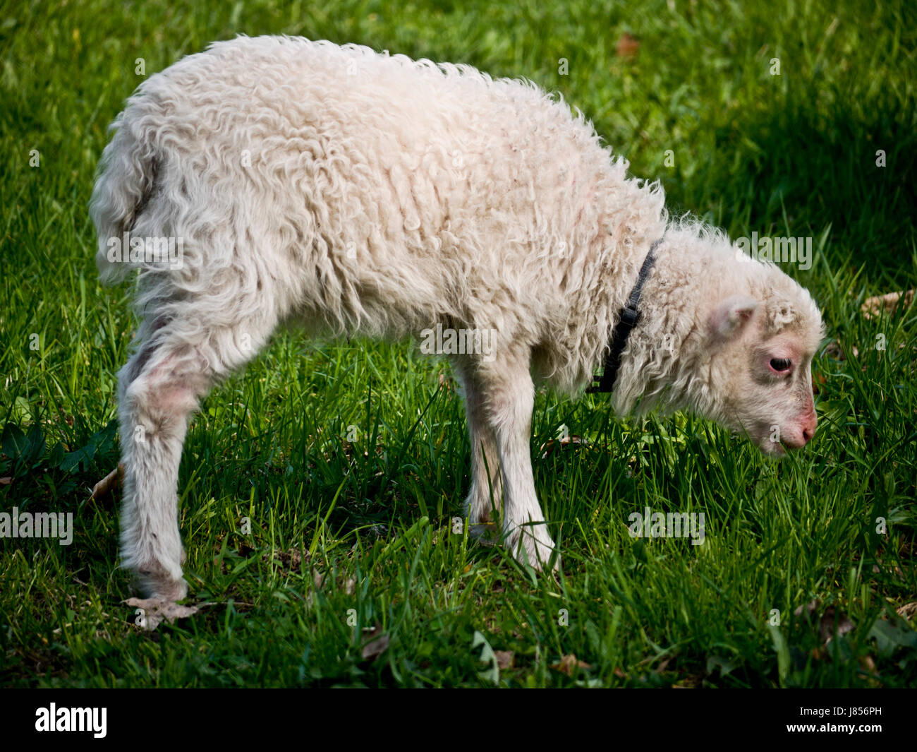 sheep lamb animal mammal agriculture farming quadruped sheep creature ...