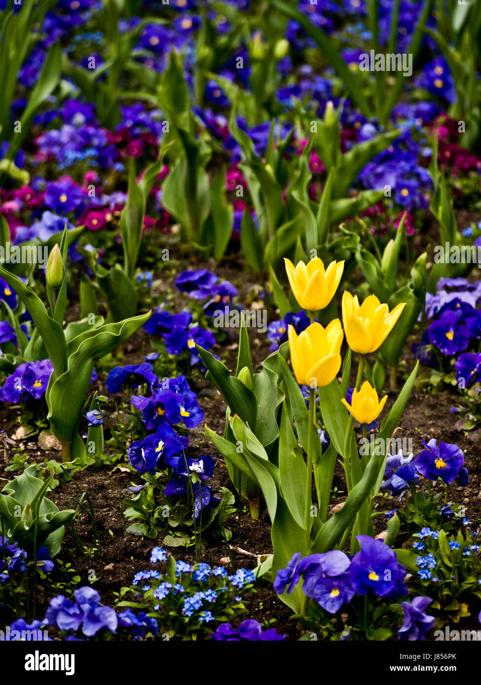 environment enviroment flower plant bloom blossom flourish flourishing ...