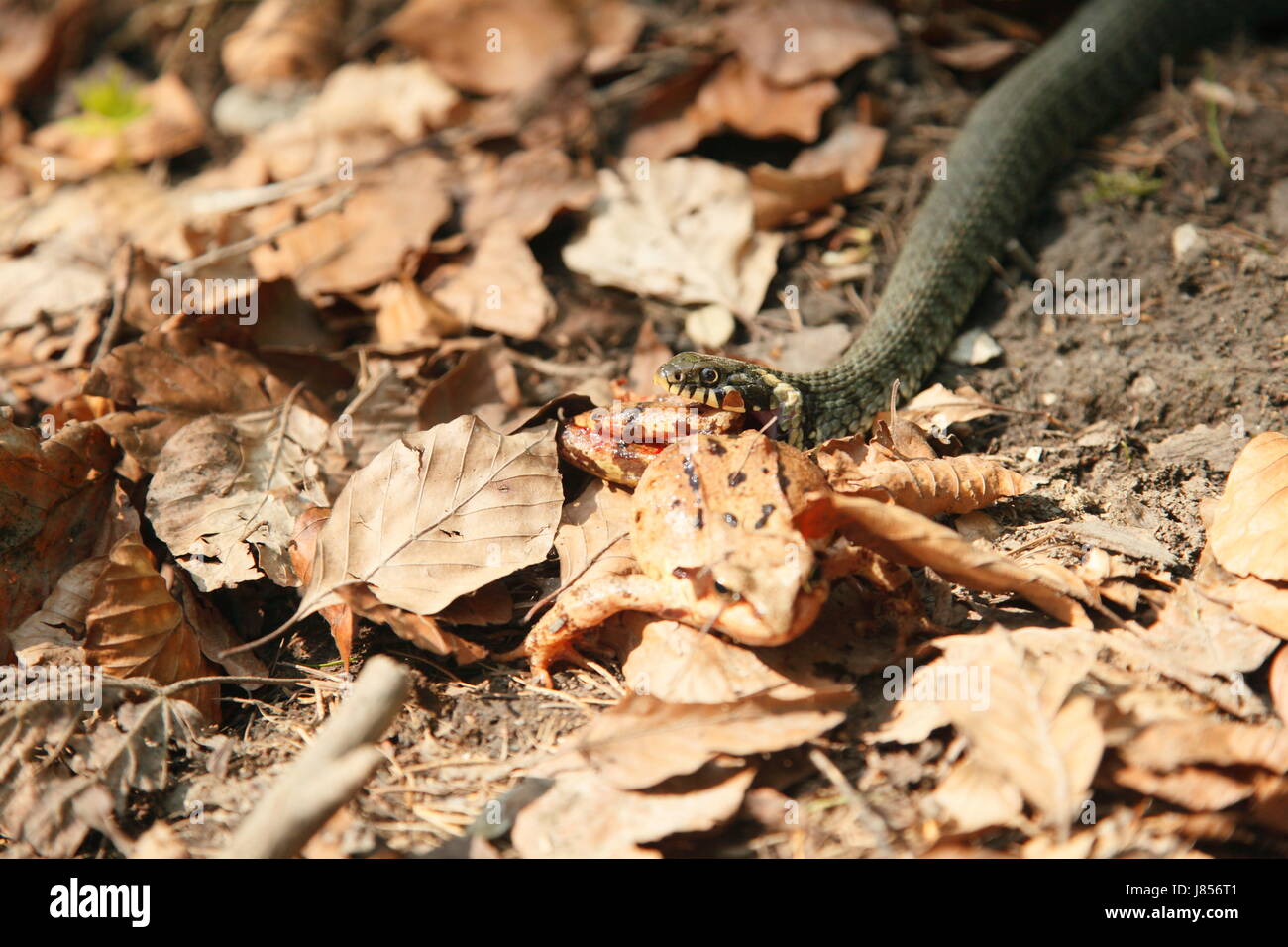 food aliment frog prey booty to gorge engulf devour snake grass snake ...