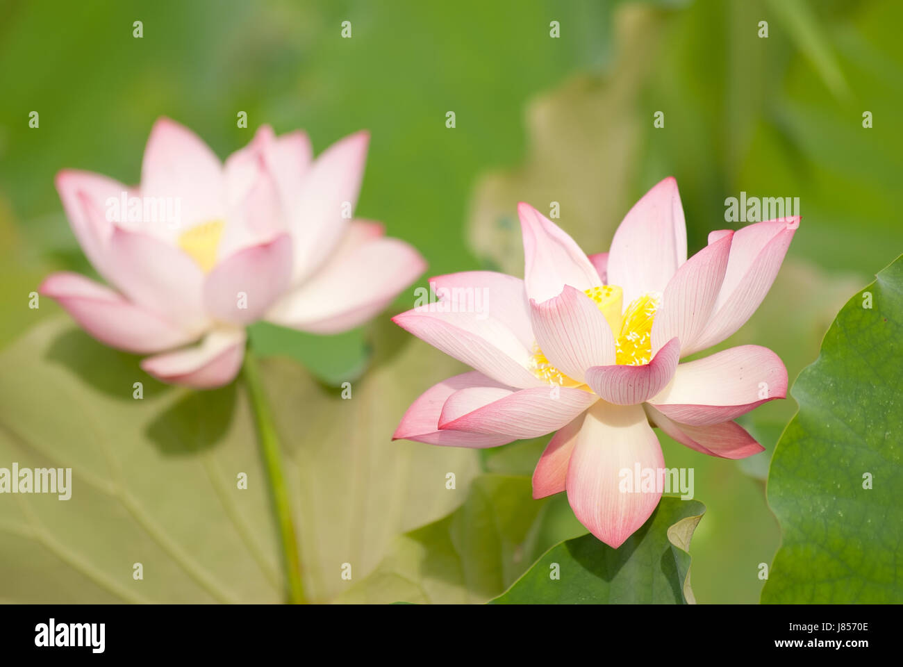 flower plant outdoor lotus tropical landscape scenery countryside ...
