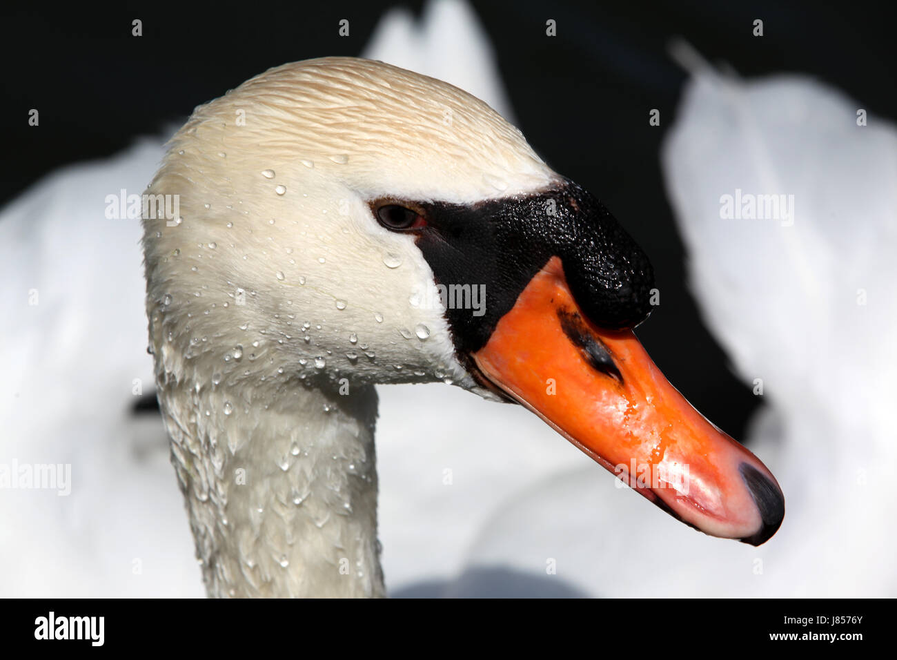 animal bird fauna wild portrait swan birds water nature orange ...
