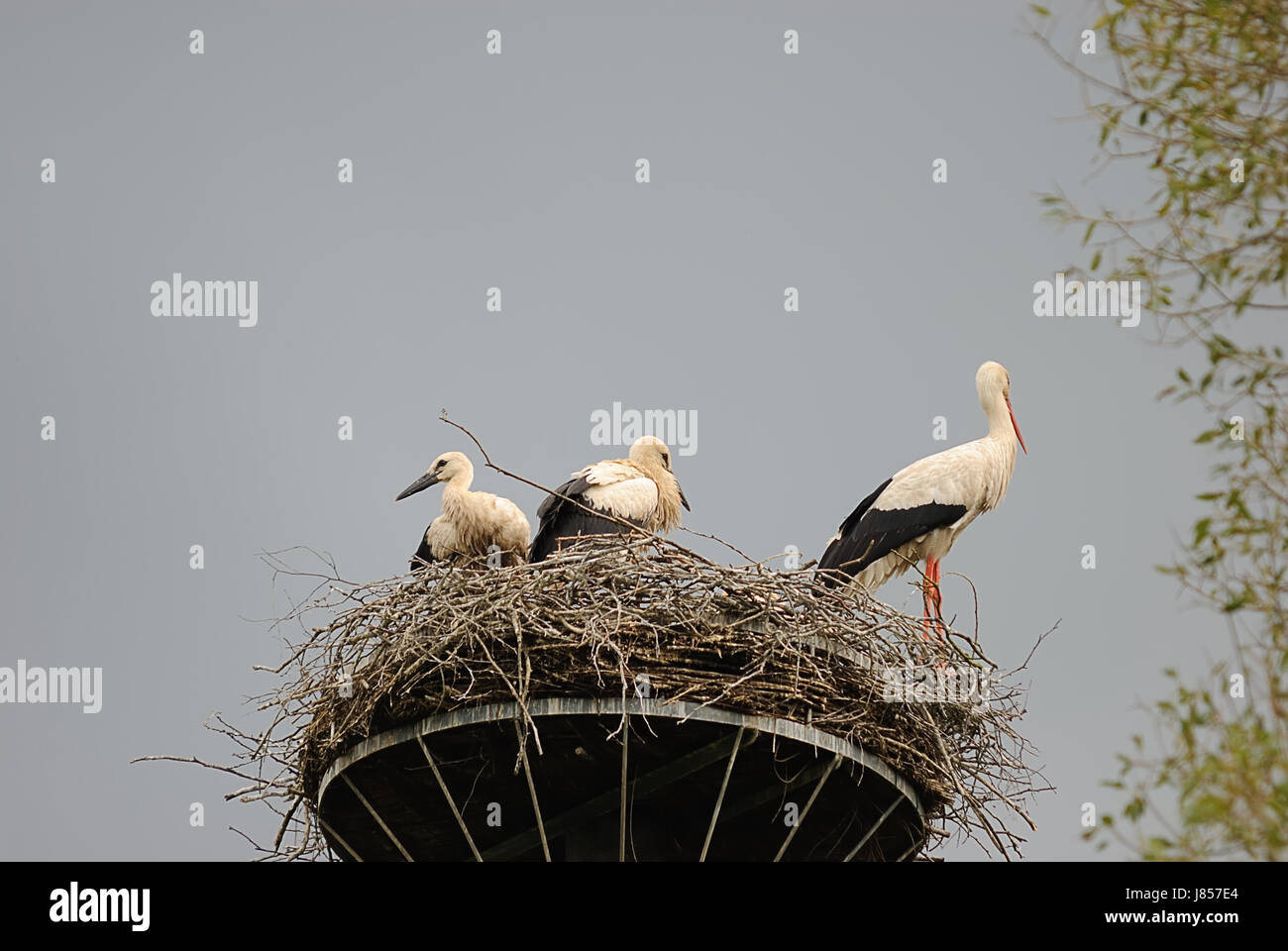 bird birds stork storks legs bird eye organ black swarthy jetblack deep ...