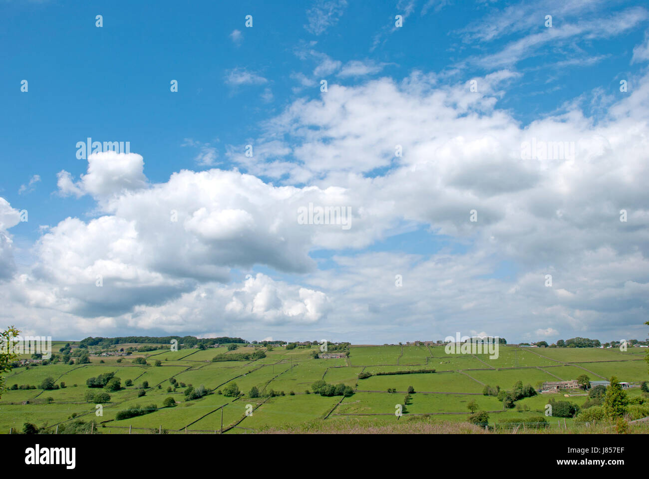 beautiful beauteously nice environment enviroment colour tree trees ...