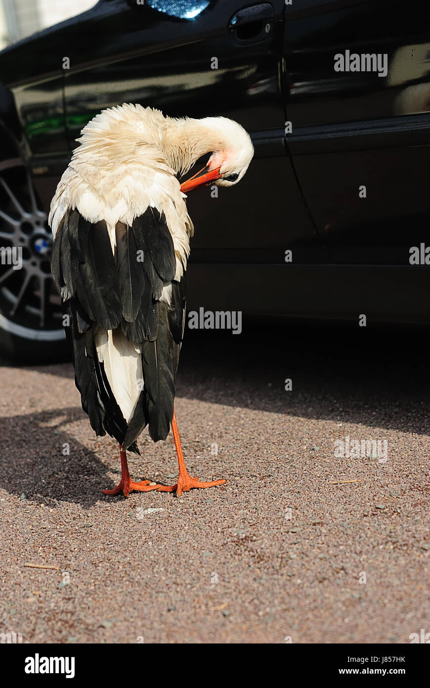 Stork parking hi-res stock photography and images - Alamy