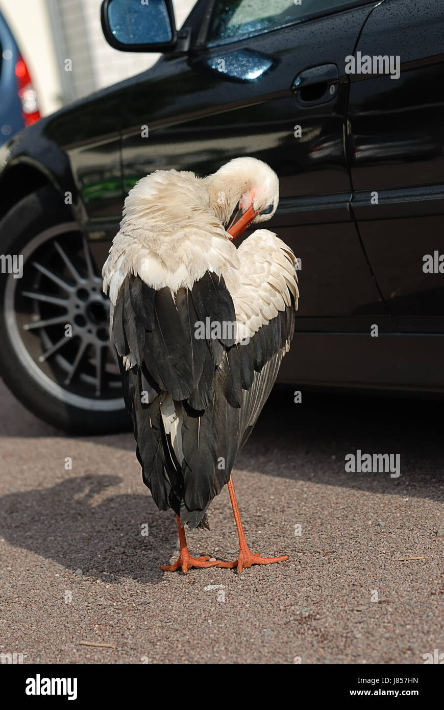 Stork parking hi-res stock photography and images - Alamy