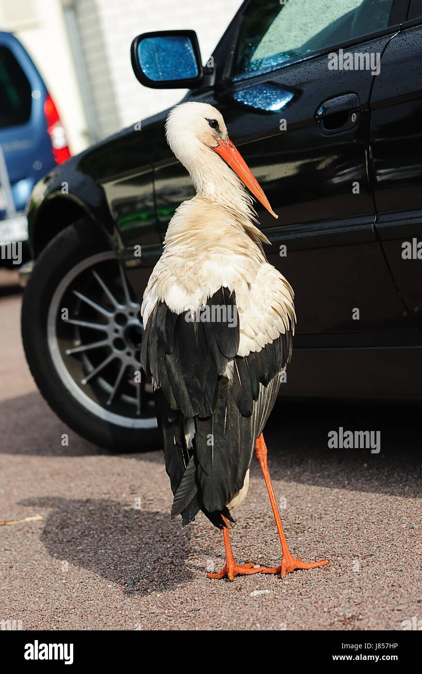 Car organ hi-res stock photography and images - Alamy