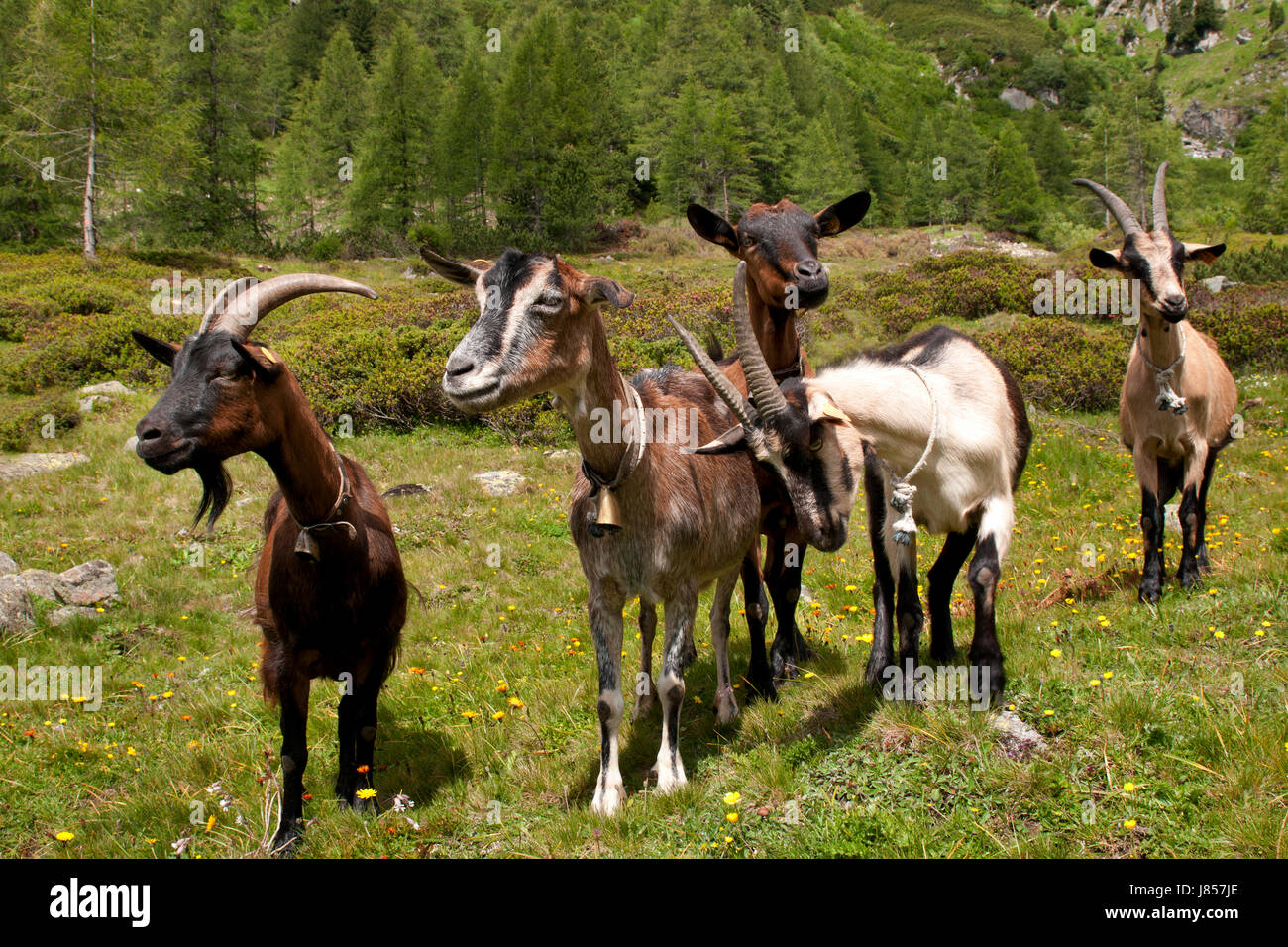 animals agriculture farming alp south tyrol goat milk meat tree ...