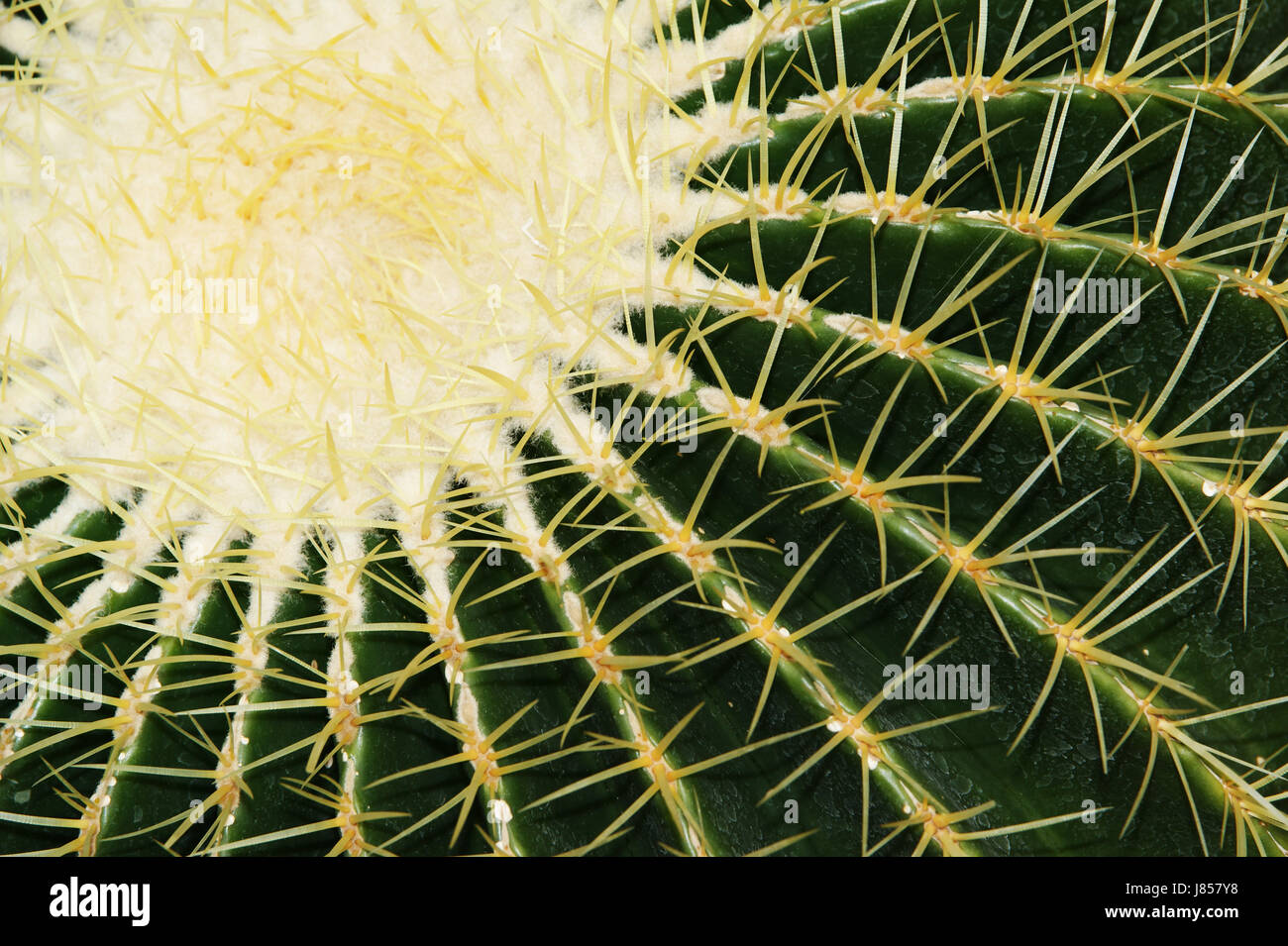 prickle thorns pointed cacti cactus plant prickle thorns pointed cacti ...